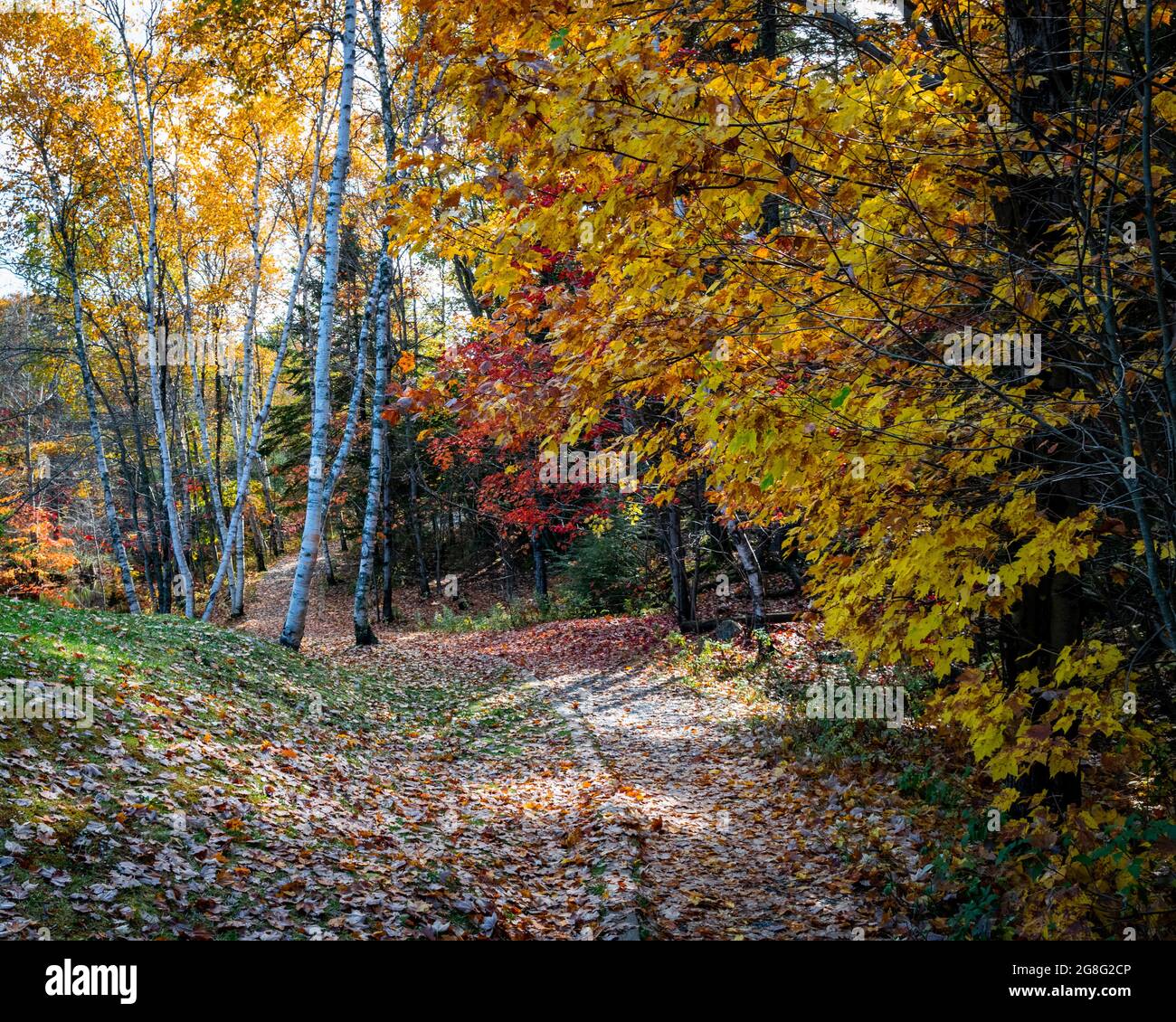 hiking trail in the woods during the fall with the changing of colour ...
