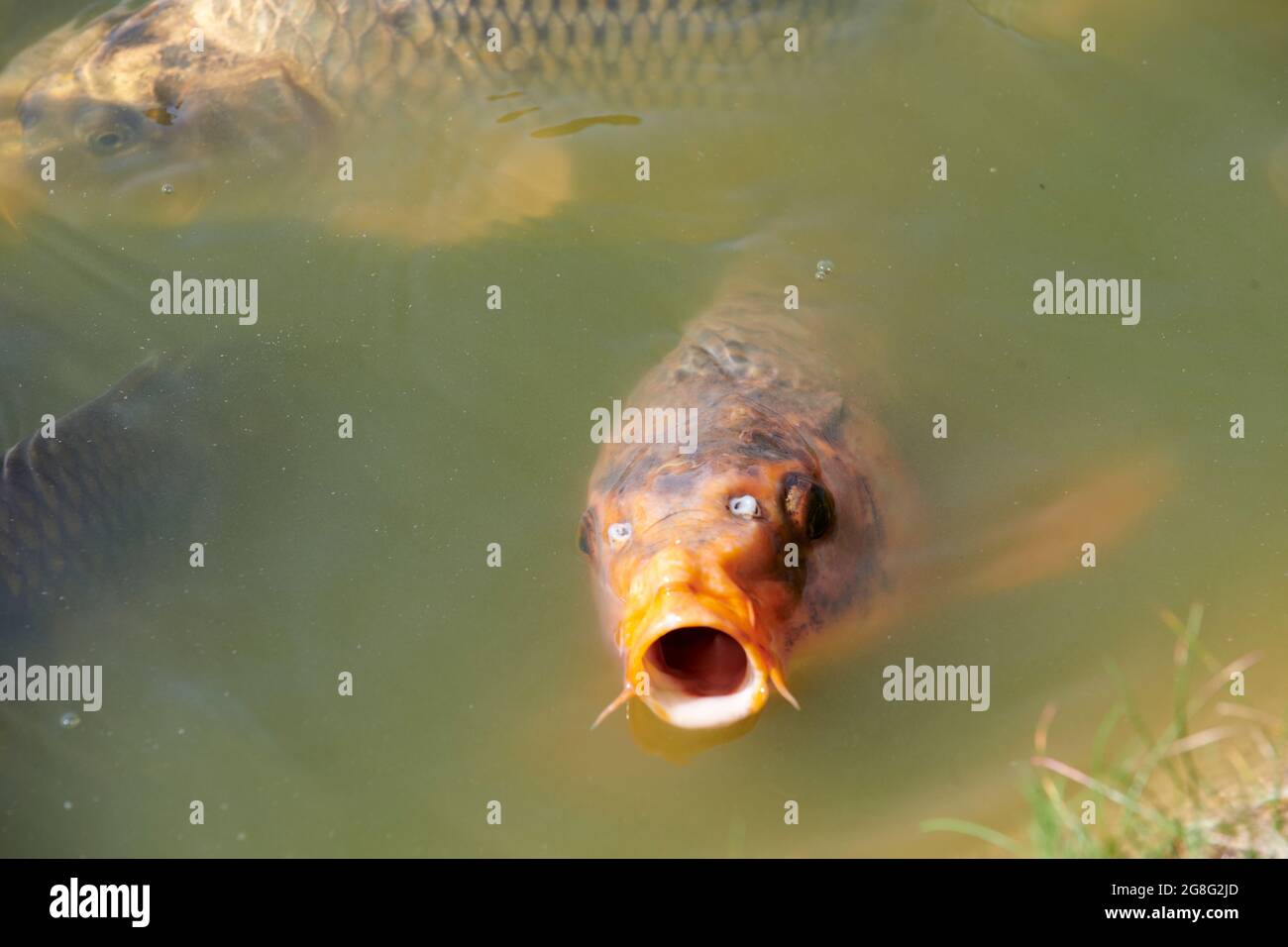 Kor fish hi-res stock photography and images - Alamy