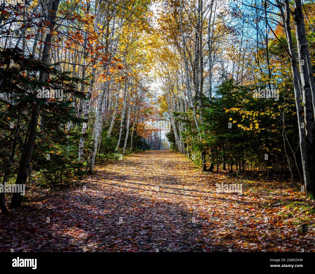 hiking trail in the woods during the fall with the changing of colour ...