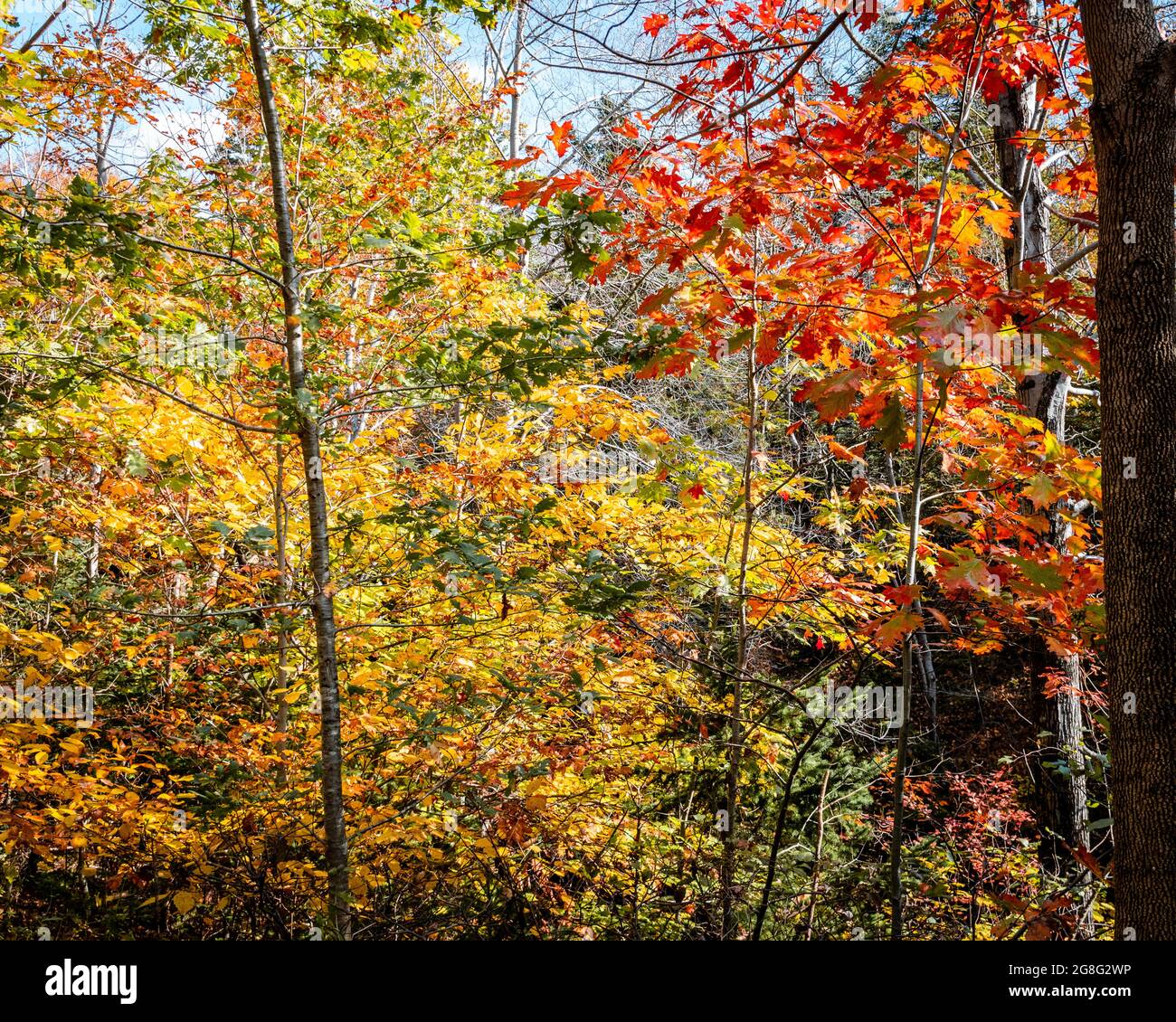 different colour trees in the fall Stock Photo - Alamy