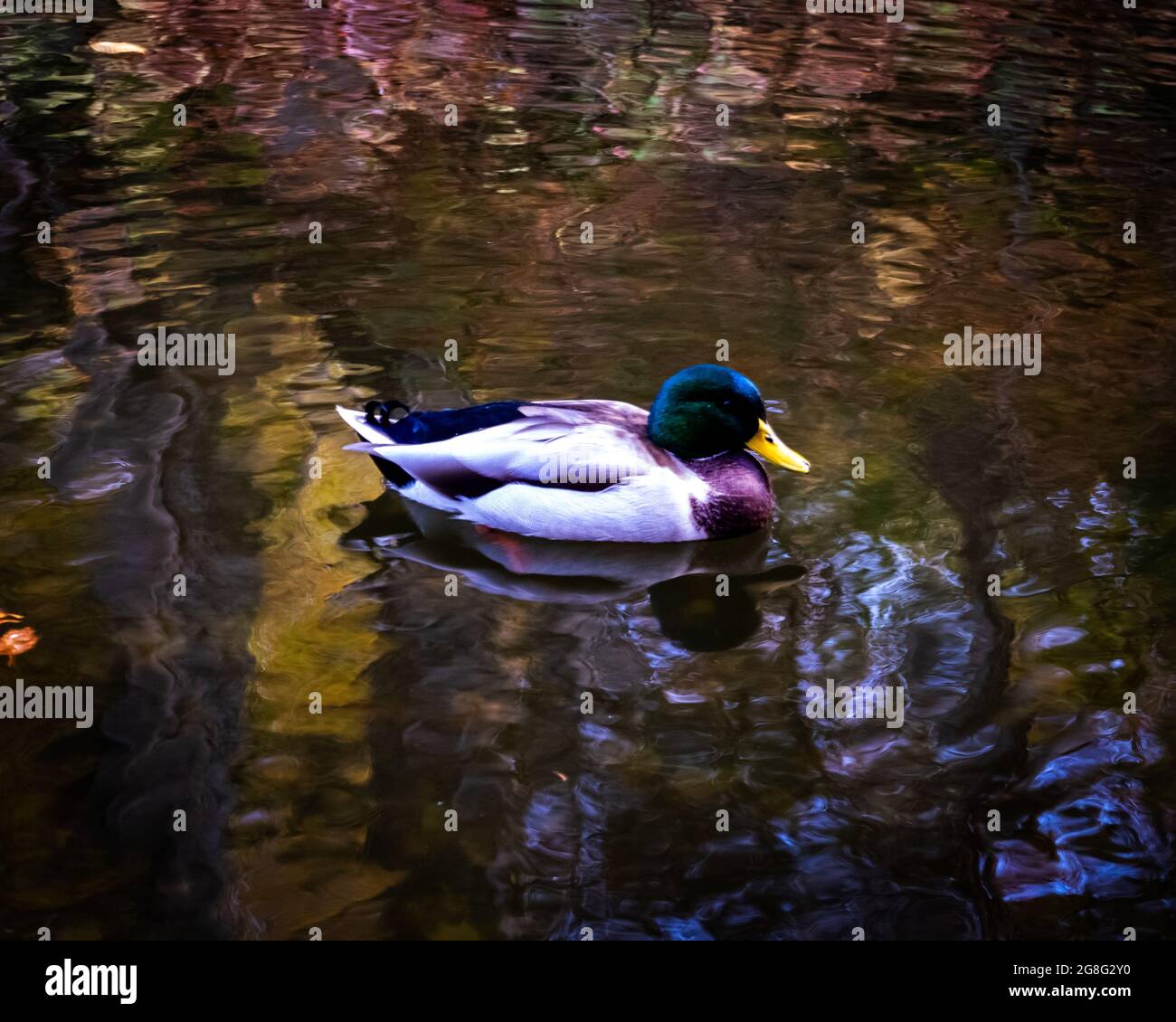 Mallard male colours hi-res stock photography and images - Alamy