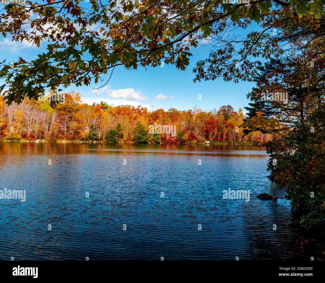 trees turning colours in the fall Stock Photo - Alamy