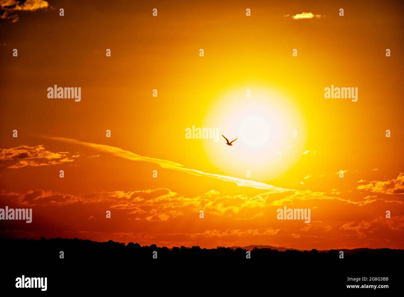 Burning birds hi-res stock photography and images - Alamy