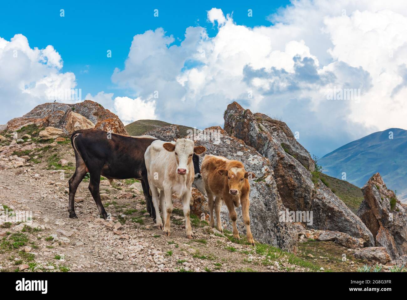 Highland cattle young calves on hi-res stock photography and images - Alamy