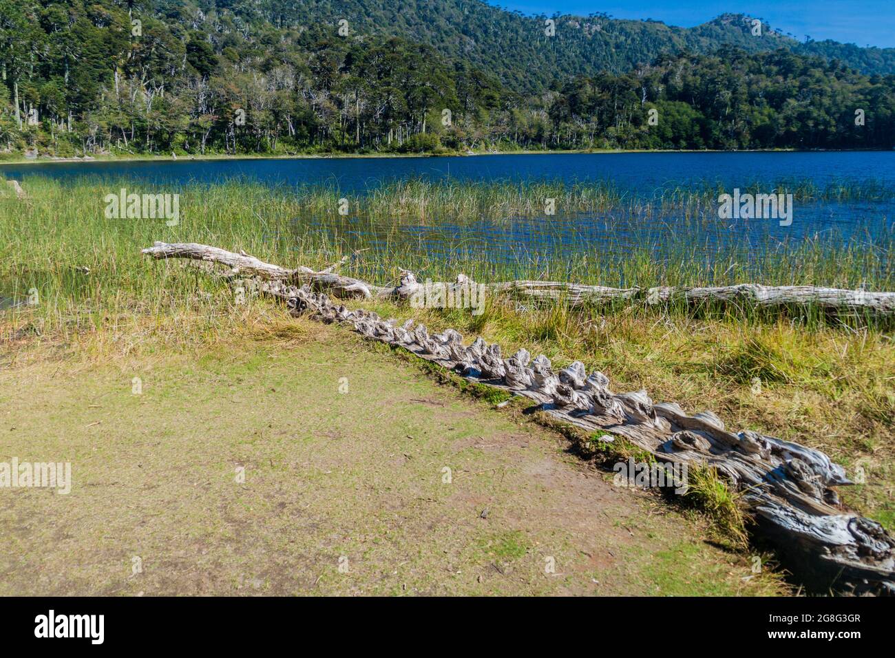 Lago Verde lake in National Park Huerquehue, Chile Stock Photo - Alamy
