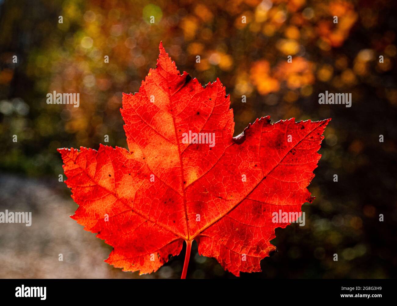 Canadain maple leaf hi-res stock photography and images - Alamy