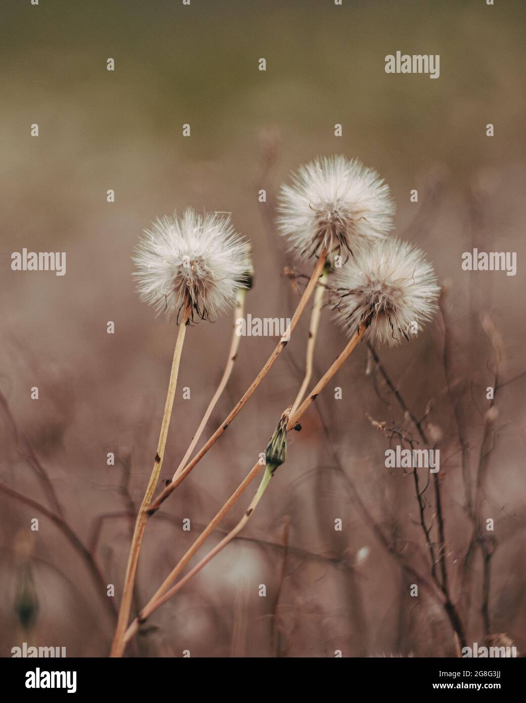Dandelion puffs hi-res stock photography and images - Alamy