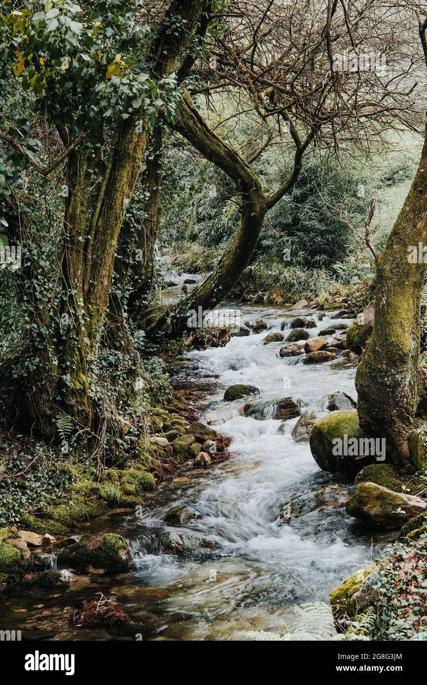 Vertical shot of a stream flowing between dense forest vegetation Stock ...