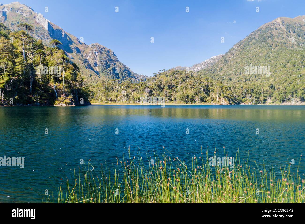 Laguna Toro lake in National Park Huerquehue, Chile Stock Photo - Alamy