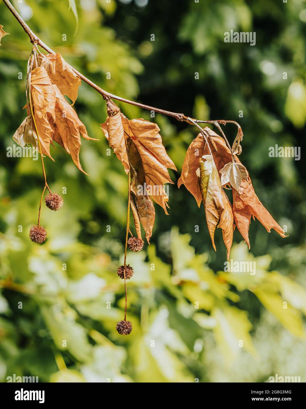 Shallow focus of a thin branch with dry leaves on blurred background of ...