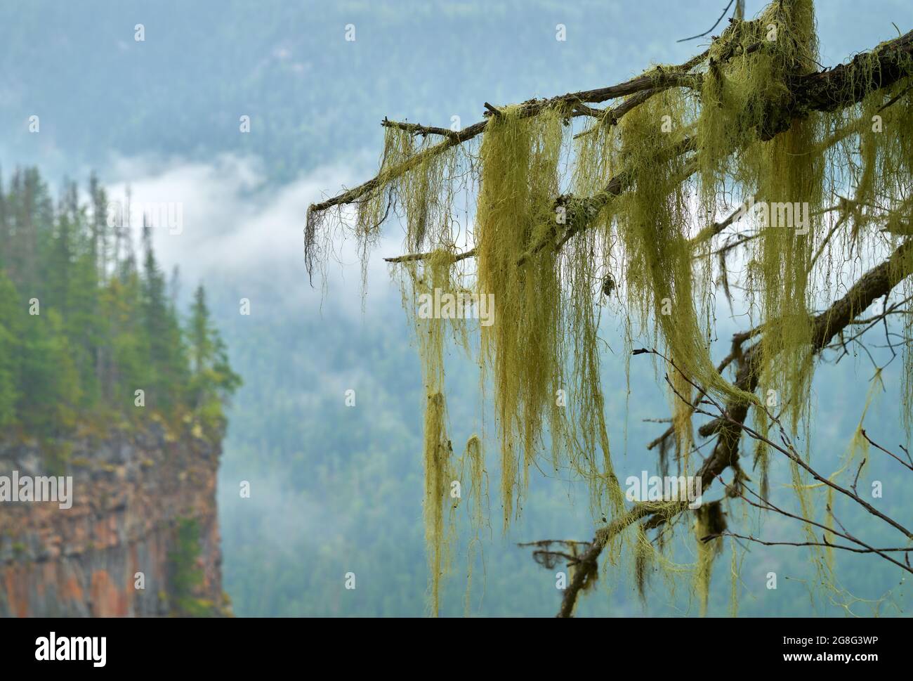 Beard Lichen on a Branch. Beard Lichen hanging from the branches of a ...