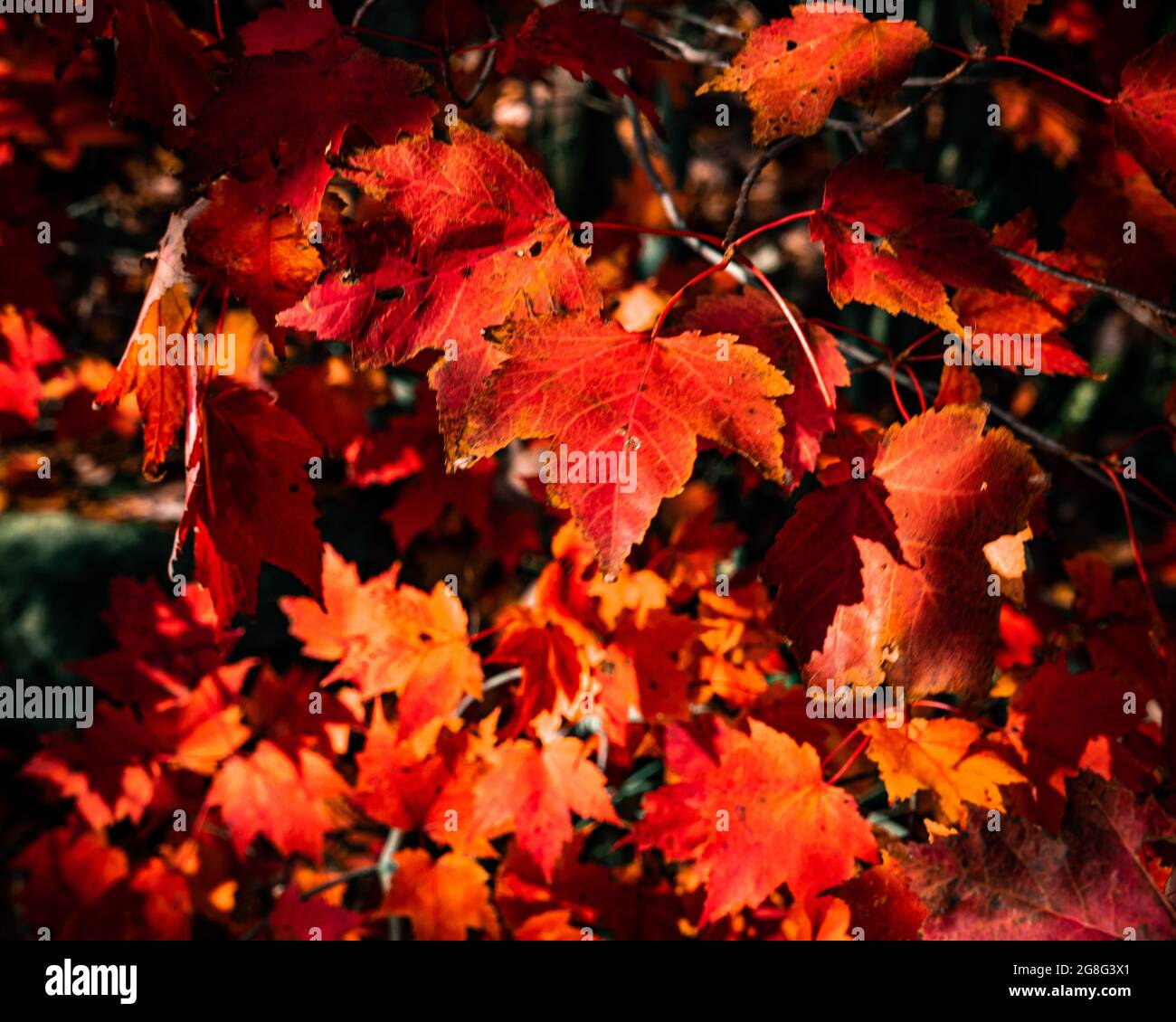 North american maples hi-res stock photography and images - Alamy