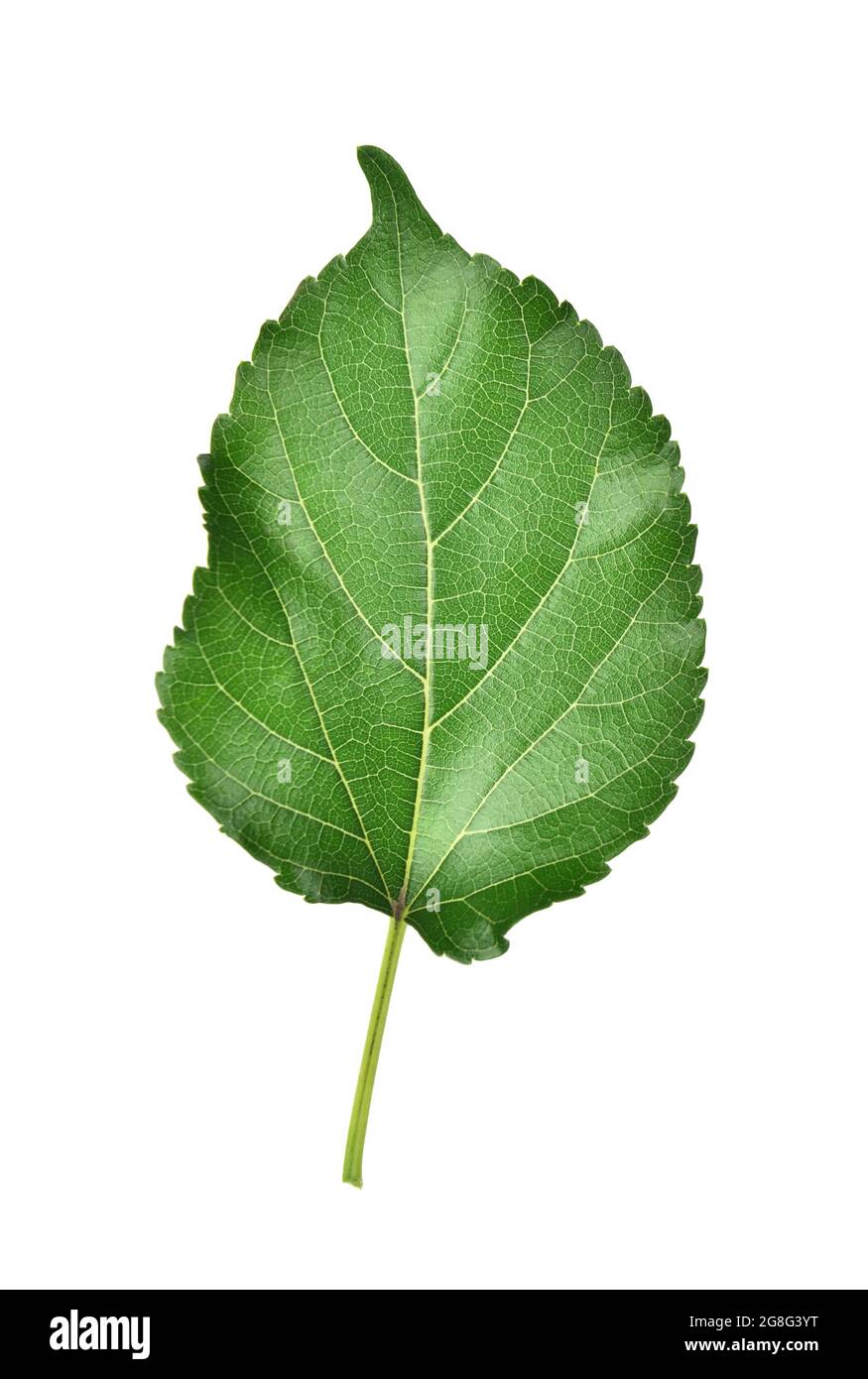 Green leaf of the Morus alba tree isolated on the white background ...