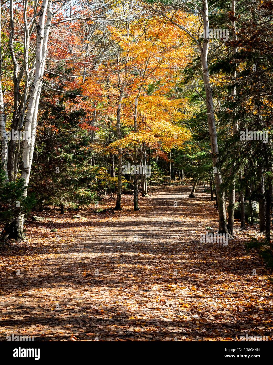 fallen leaves covered hiking trails on a bright sunny fall day Stock ...