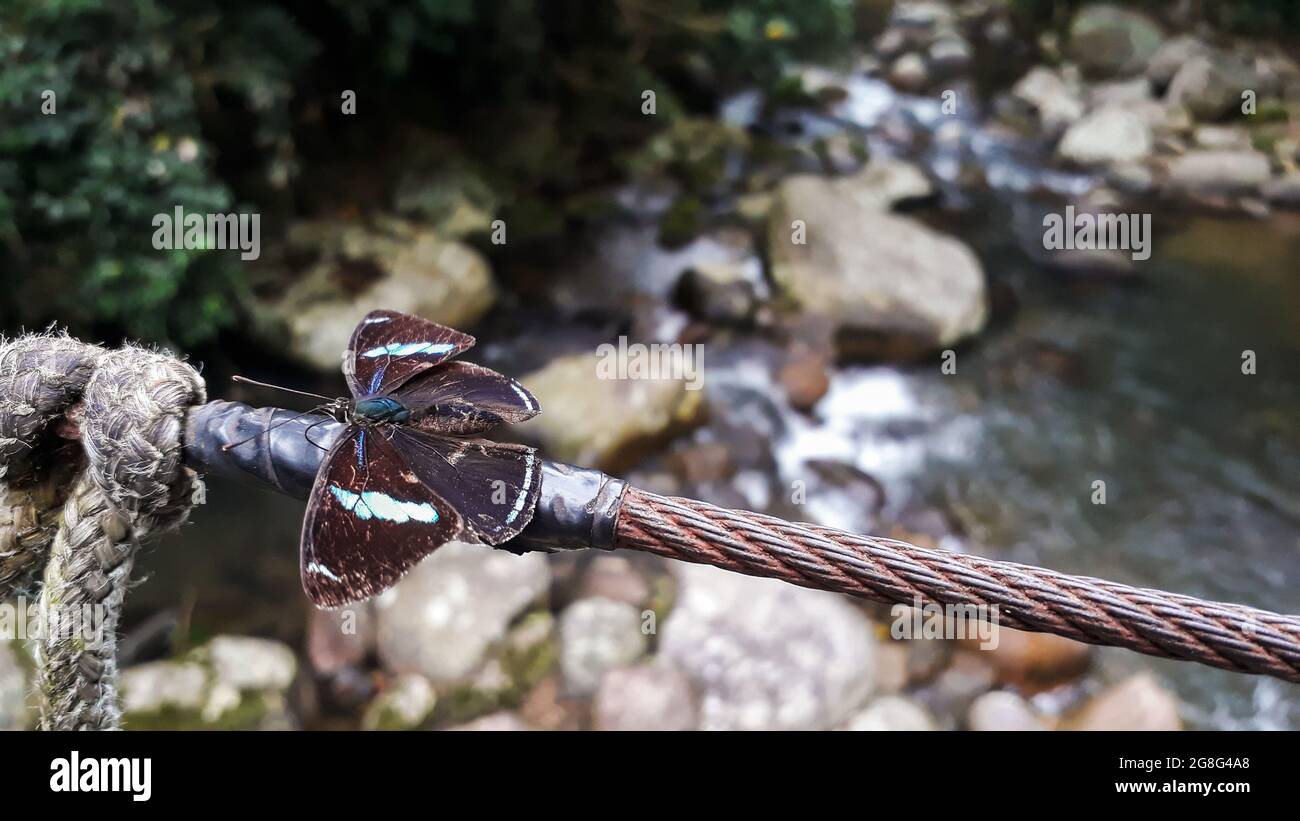 88 butterfly hi-res stock photography and images - Alamy