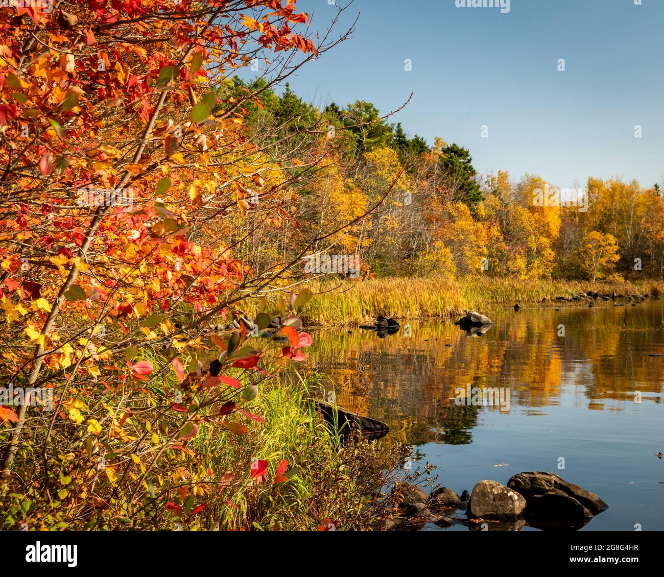 golden colours of the shore line of a lake in the fall Stock Photo - Alamy