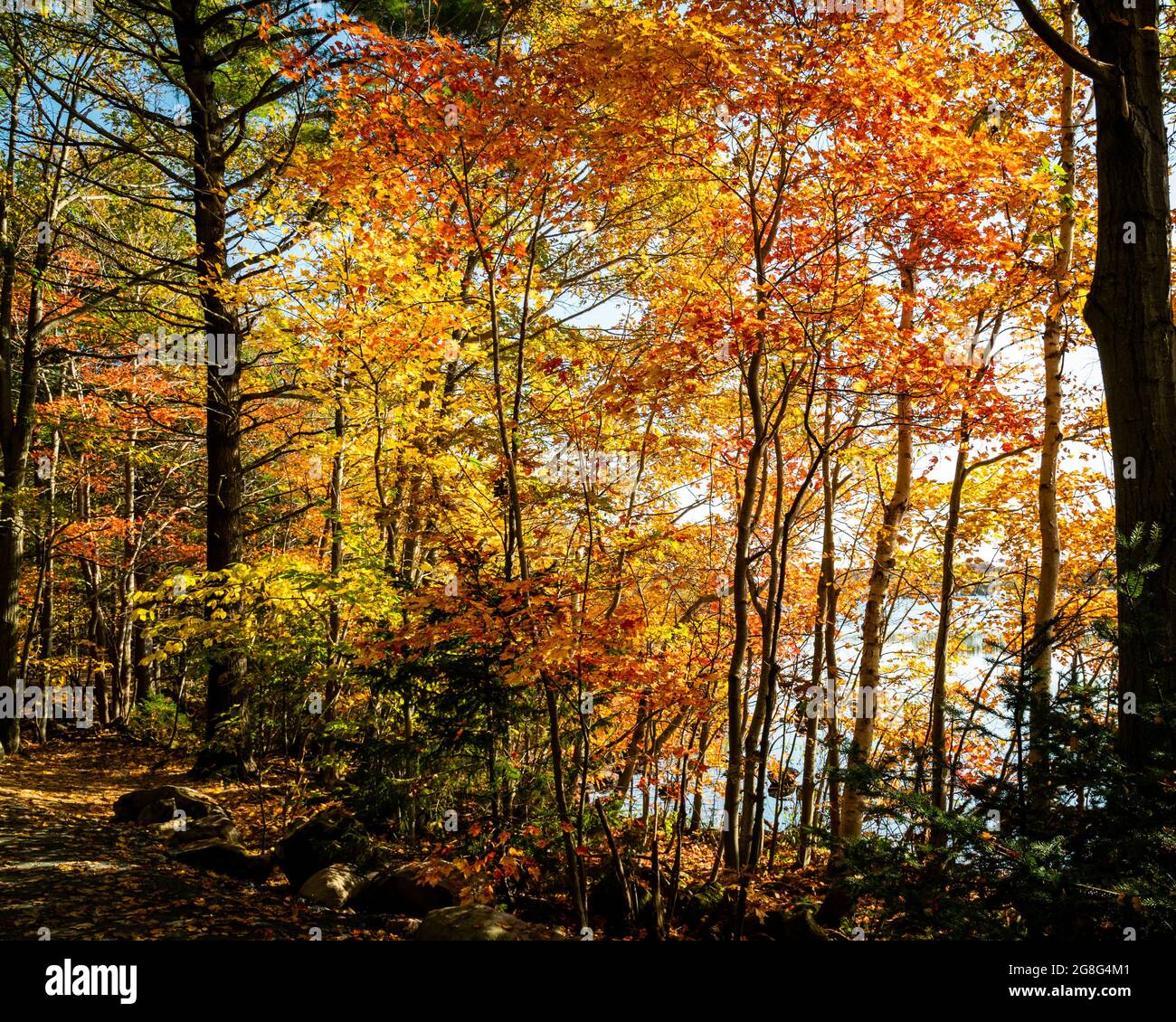 bright tree canopy with beautiful fall colours Stock Photo - Alamy