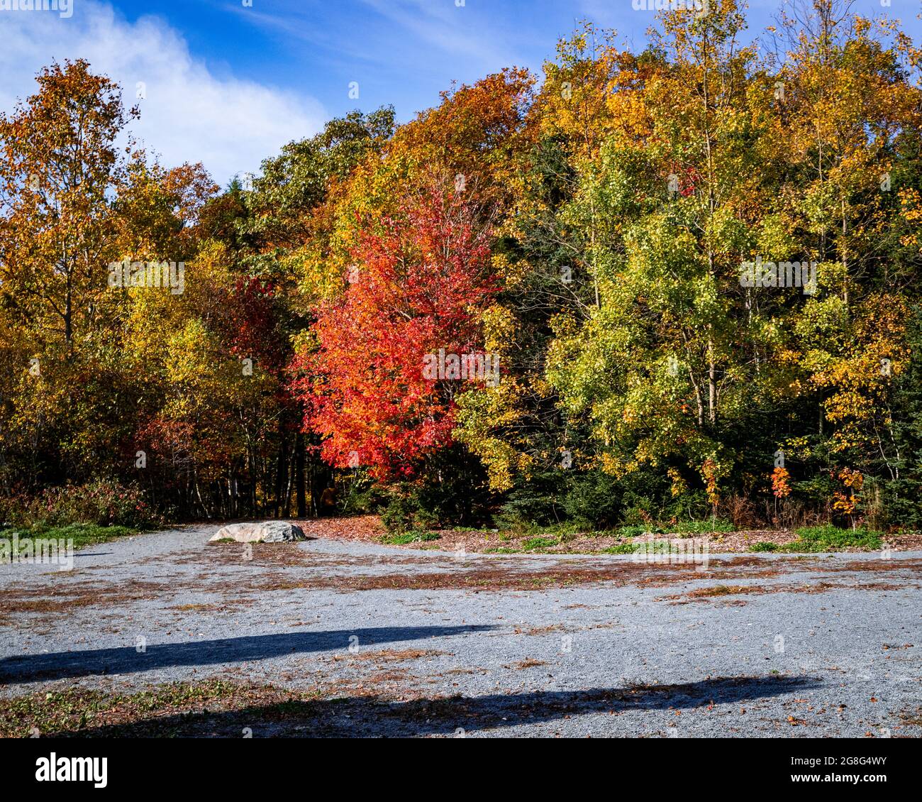 hidden path among the trees Stock Photo - Alamy