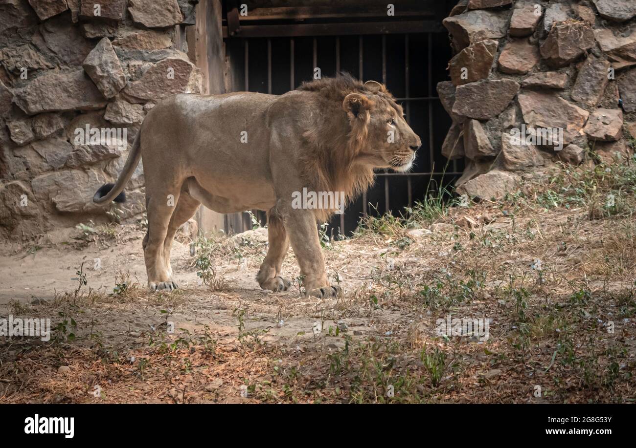 Lion on the move Stock Photo - Alamy