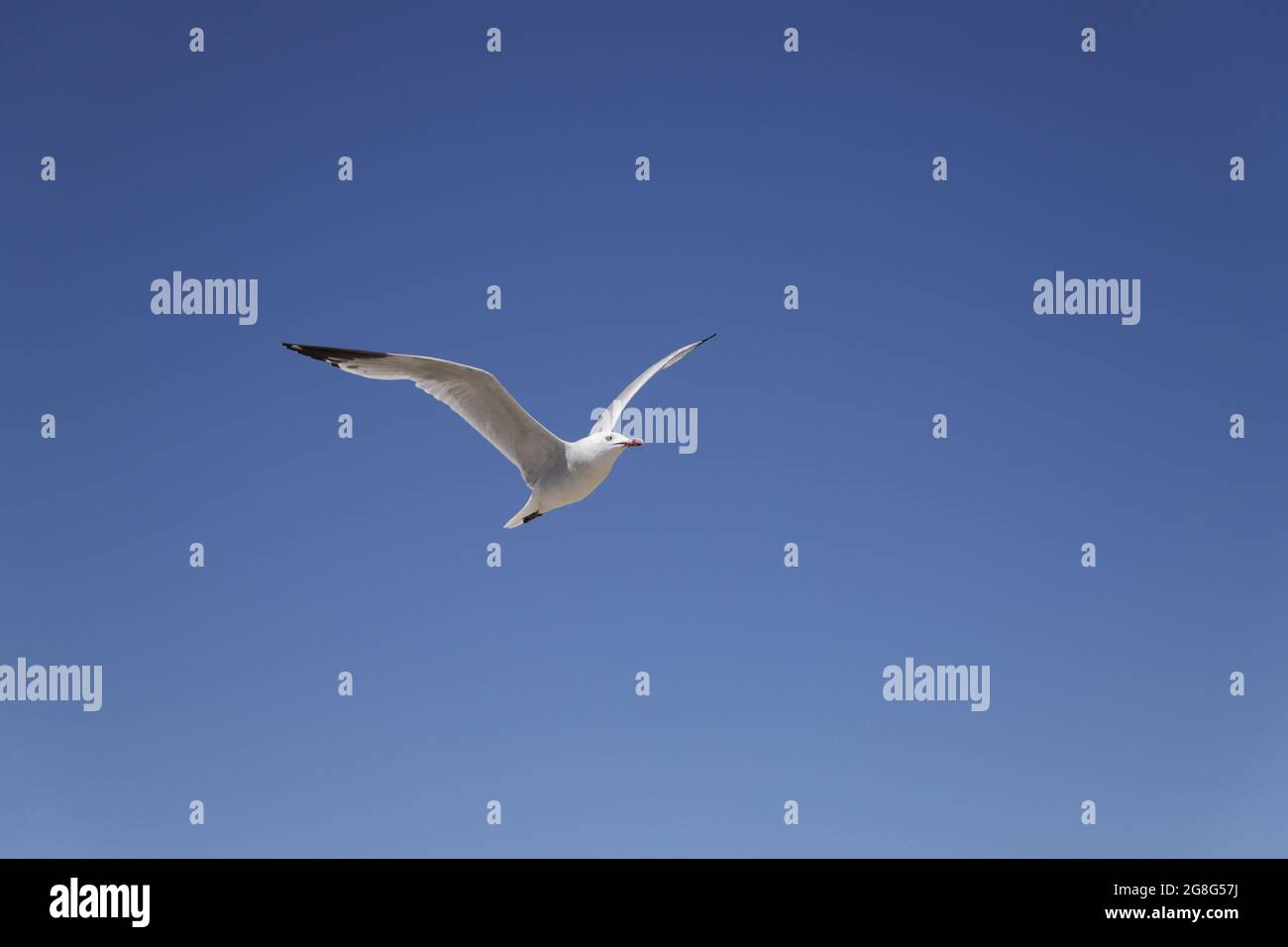 Seagul blue ocean gull flies hi-res stock photography and images - Alamy
