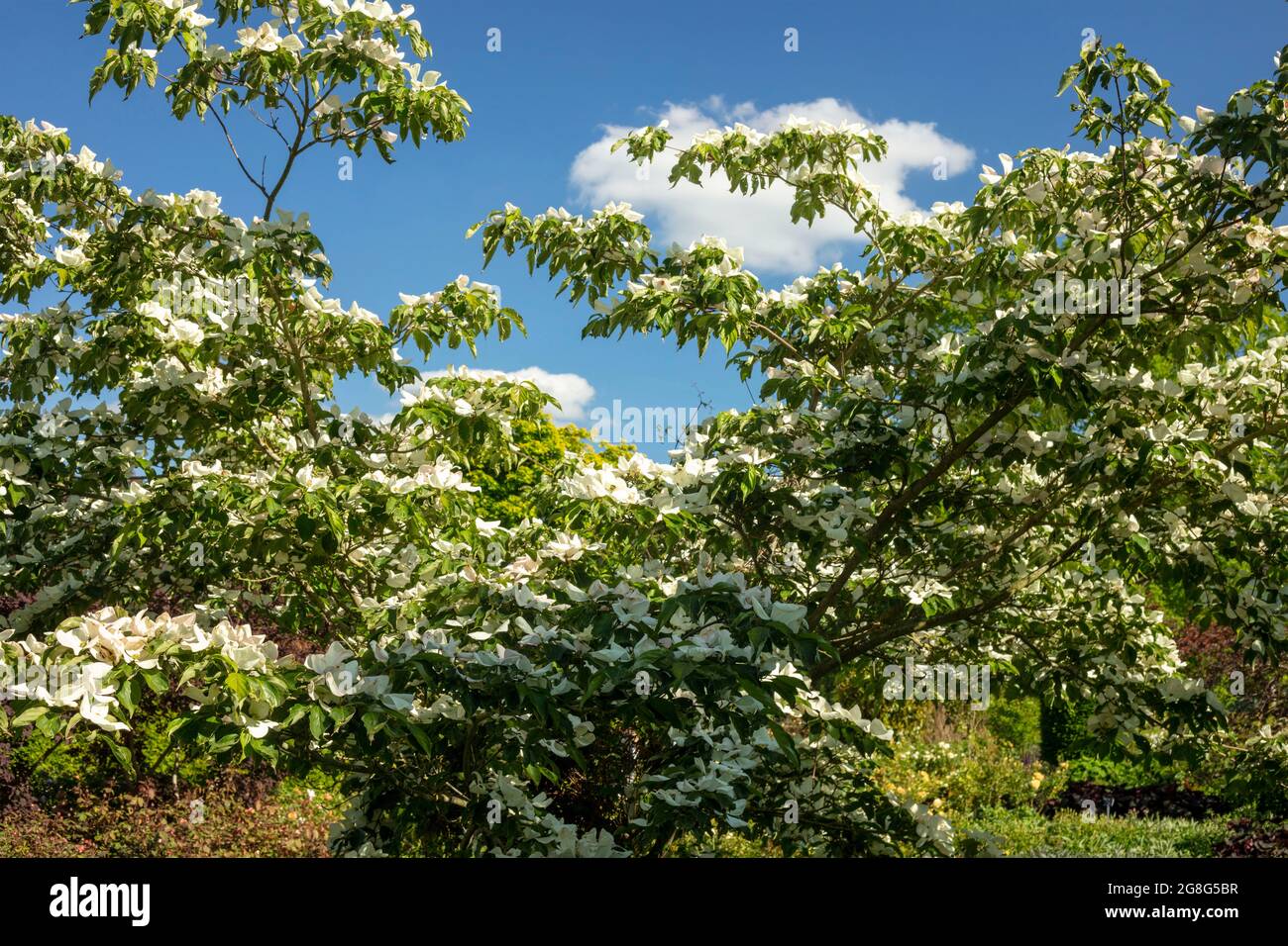 Cornus flower arrangement hi-res stock photography and images - Alamy