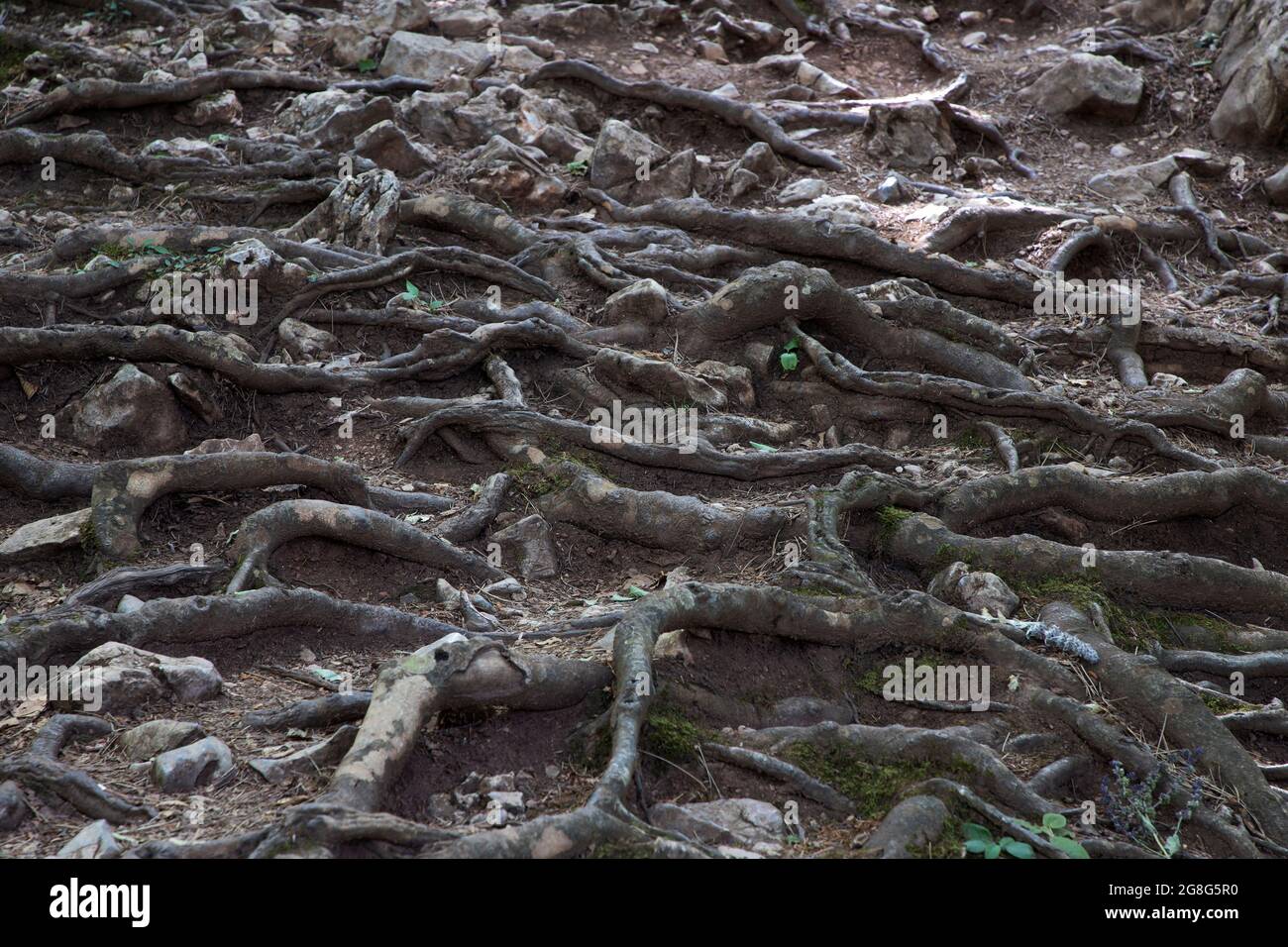 Forest soil intertwined with tree roots Stock Photo - Alamy