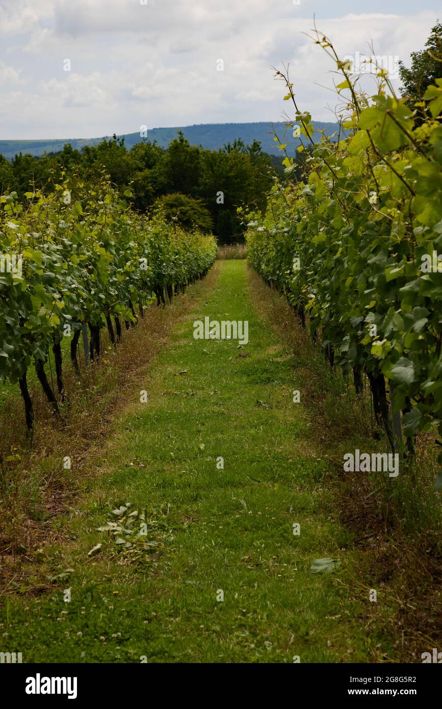 English vineyard 2021 hi-res stock photography and images - Alamy