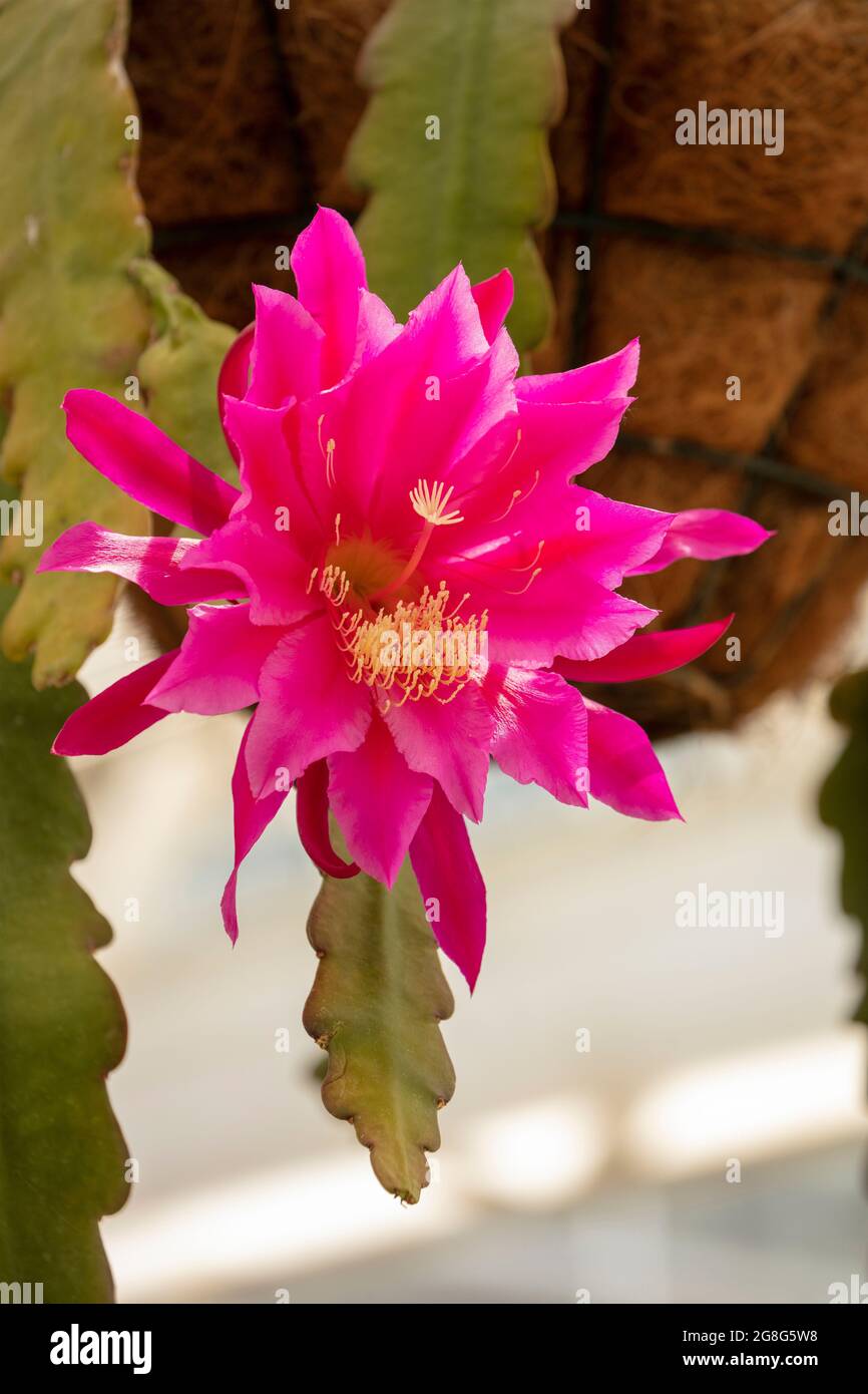 Beautiful and striking Cactus flowers Stock Photo - Alamy