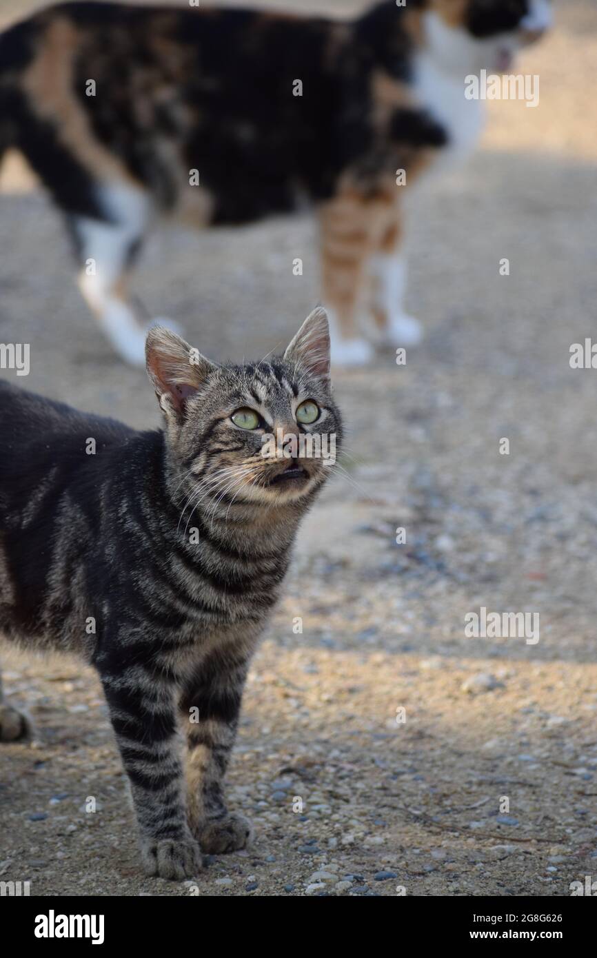Cyprus cats hi-res stock photography and images - Alamy