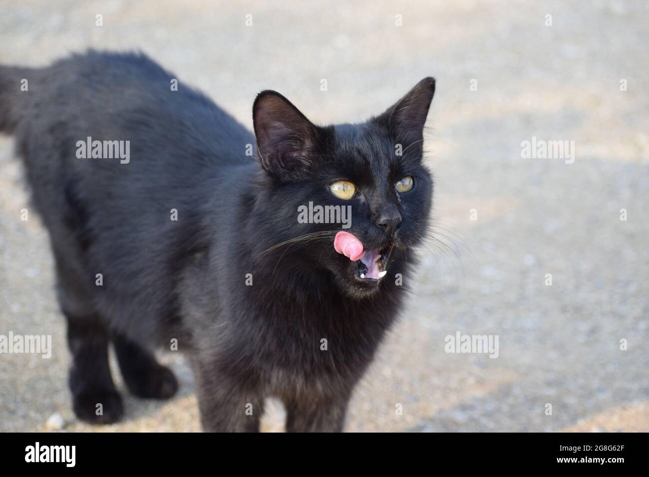 Black cat cyprus hi-res stock photography and images - Alamy