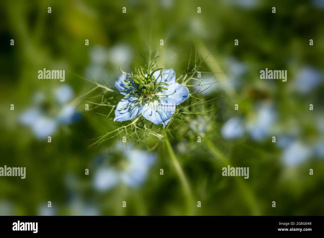 Pods fennel seed hi-res stock photography and images - Alamy
