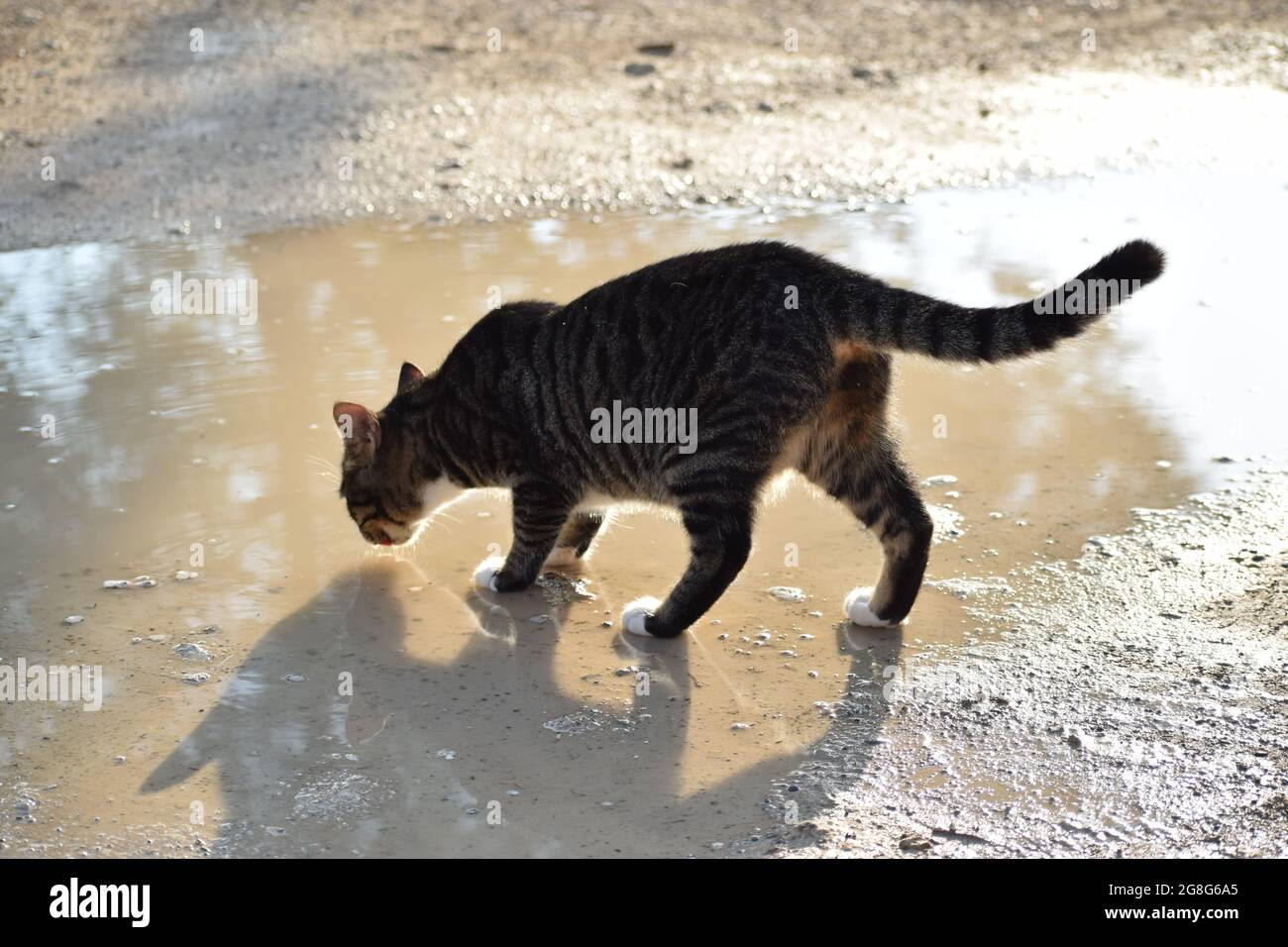 Cyprus cats hi-res stock photography and images - Alamy