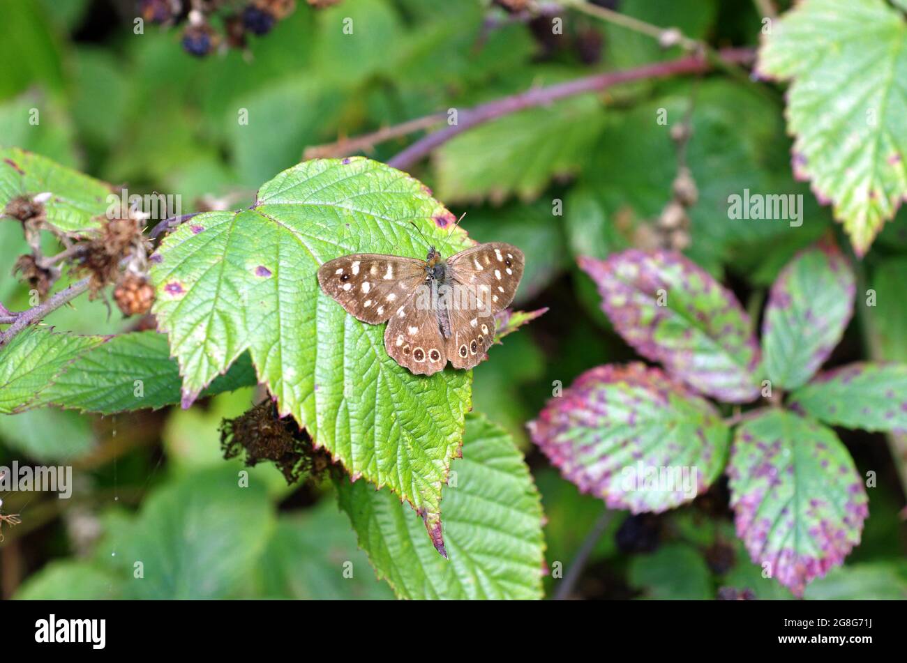 Butterfly on bramble leaf hi-res stock photography and images - Alamy