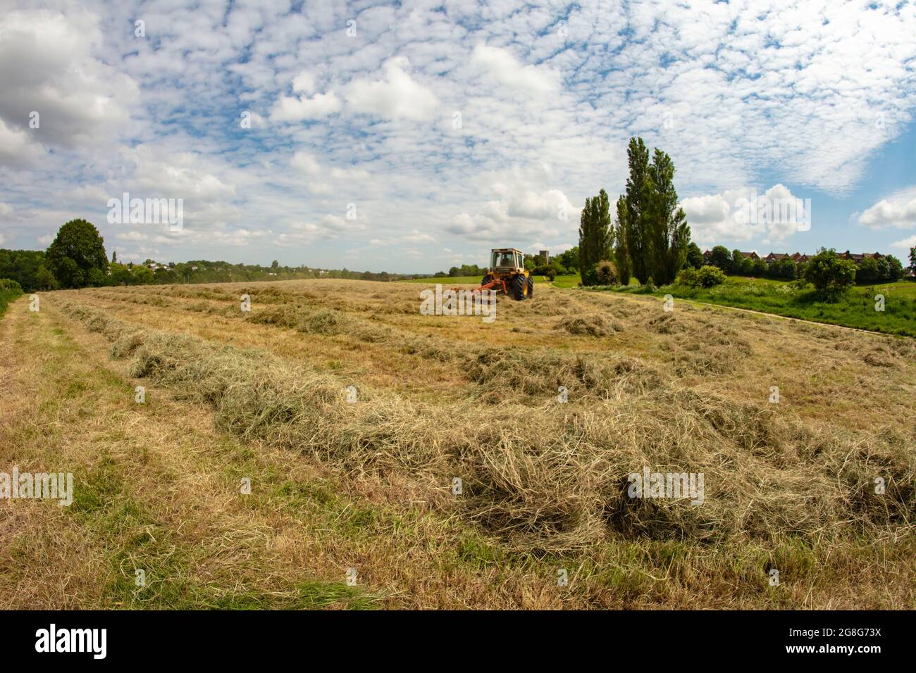 Haymaking with machines in a semi-urban farm, bright sunshine, blue sky ...