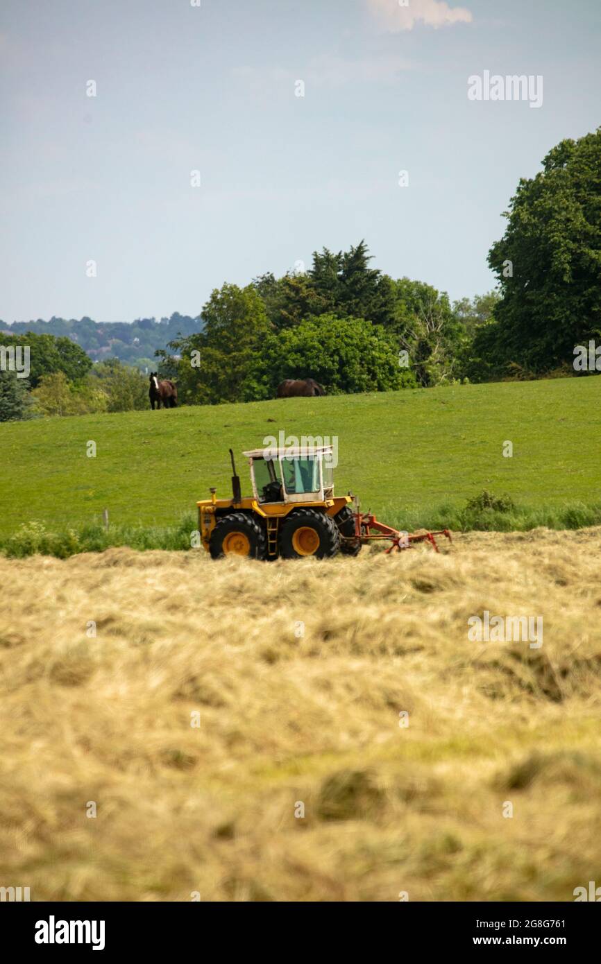Haymaking with machines in a semi-urban farm, bright sunshine, blue sky ...