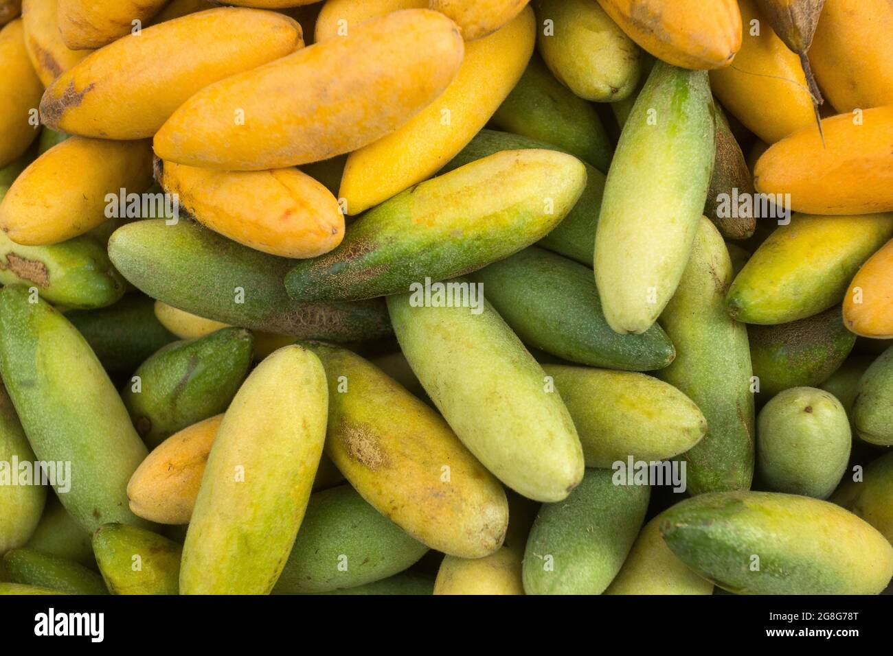 Passiflora tripartita - Curubas organic fruits in the traditional ...