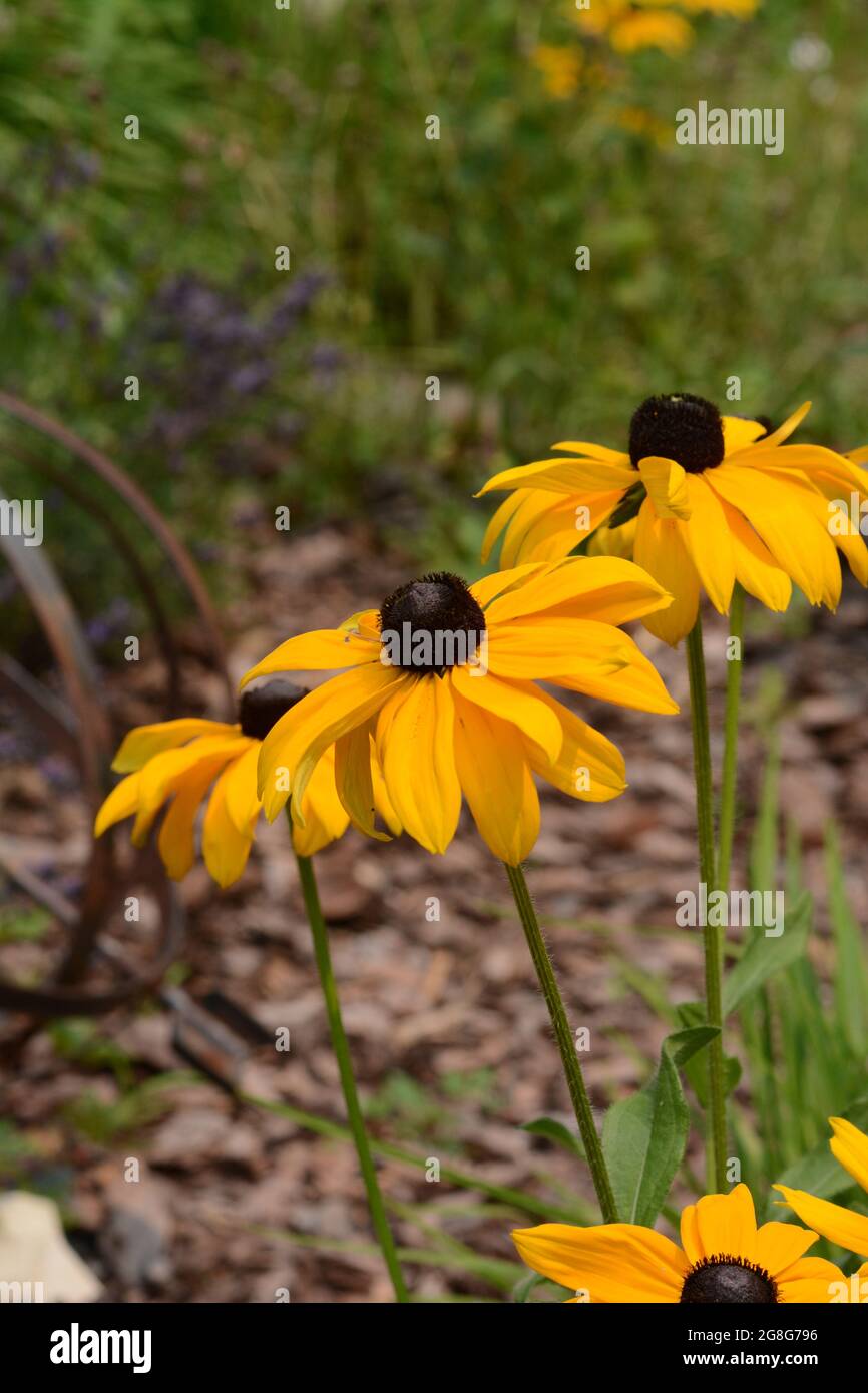 Coneflower seed hi-res stock photography and images - Alamy