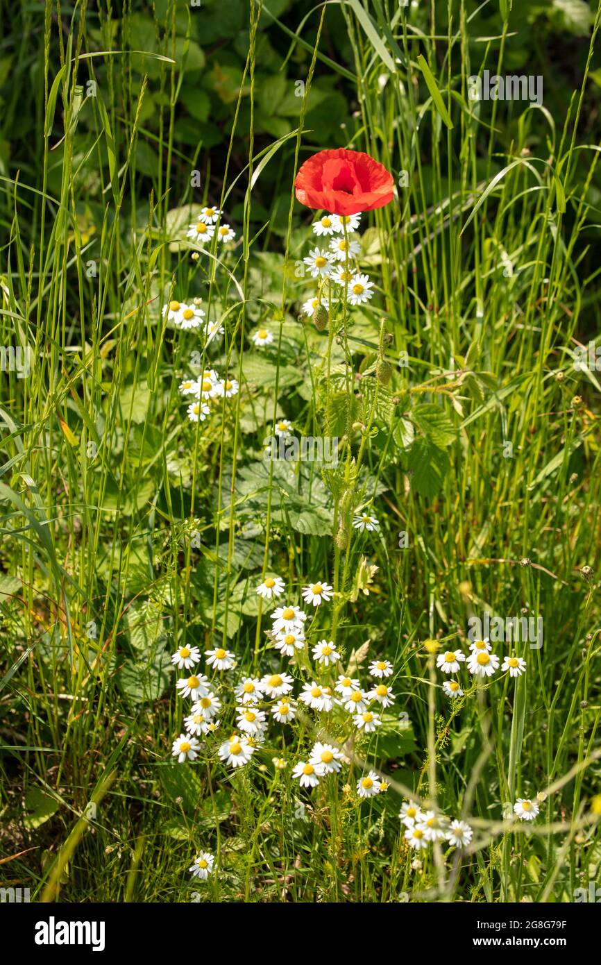 Red common poppy (Papaver rhoeas),, rapeseed (Brassica napus) pods and ...