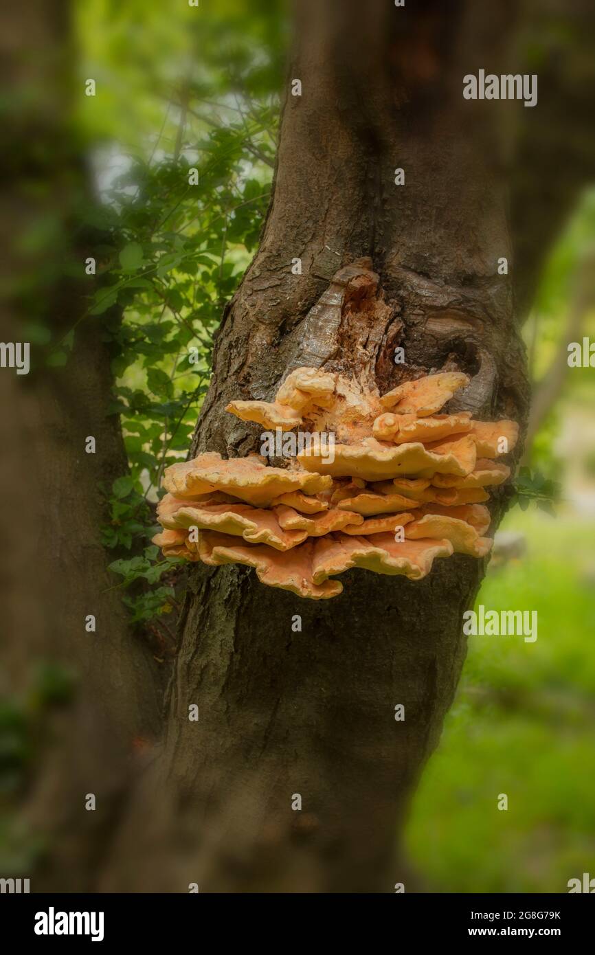 Semi tough poster hi-res stock photography and images - Alamy