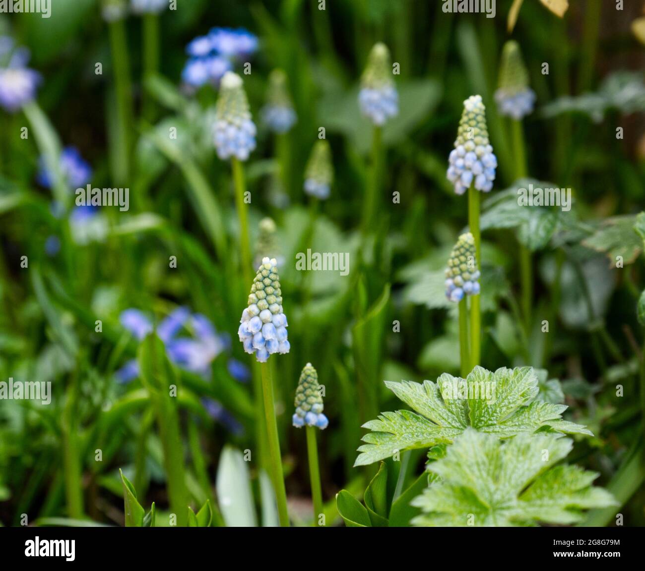 Pale blue Grape hyacinth (Muscari) Valerie Finnis in spring garden ...