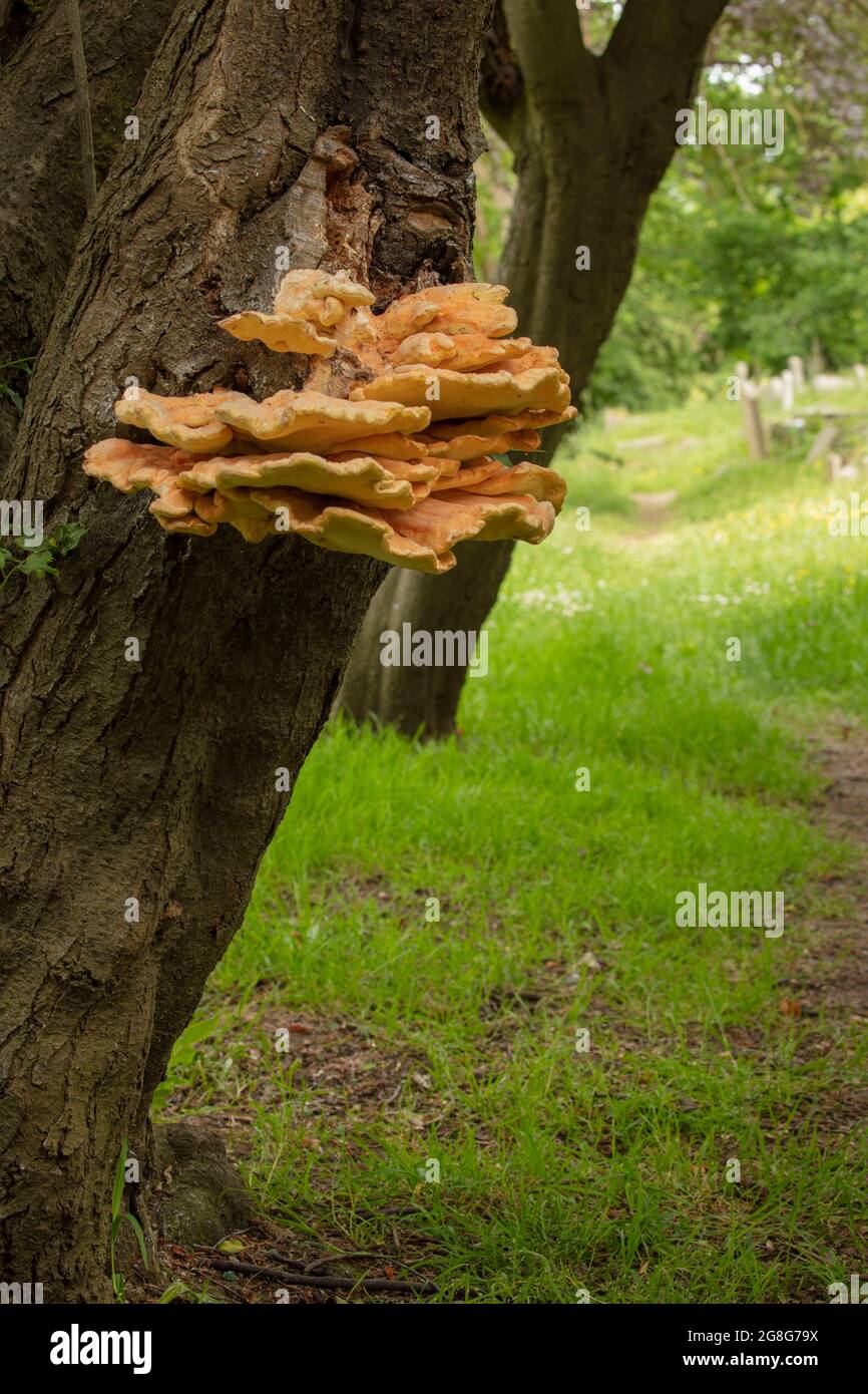 Bracket fungi on living tree, portent of death and destruction Stock ...