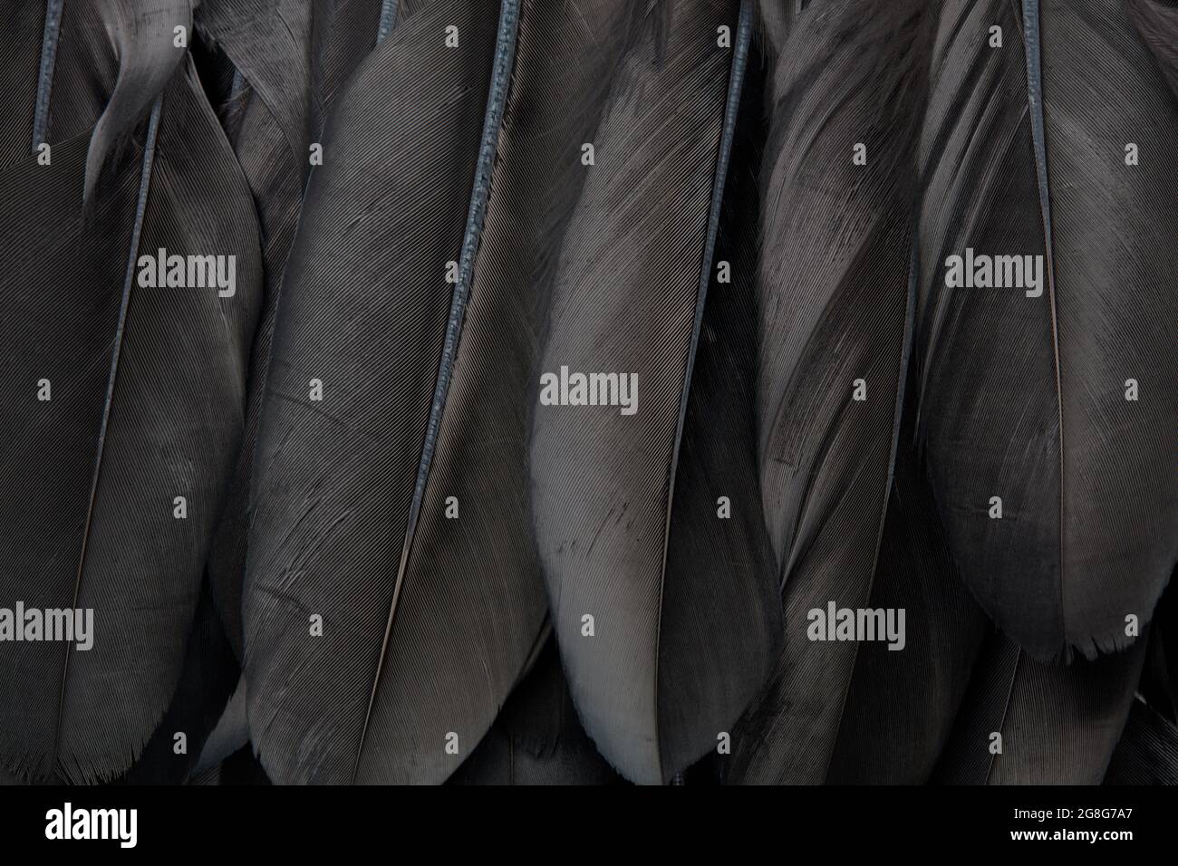 Bird wing texture hi-res stock photography and images - Alamy