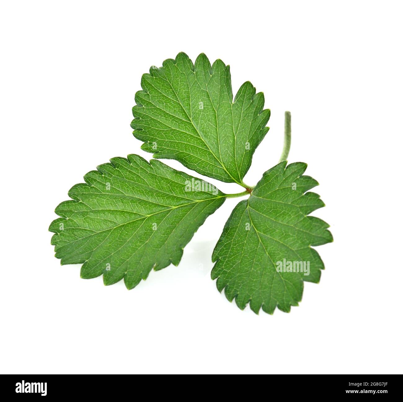 Grown green strawberry leaves isolated on the white background Stock ...
