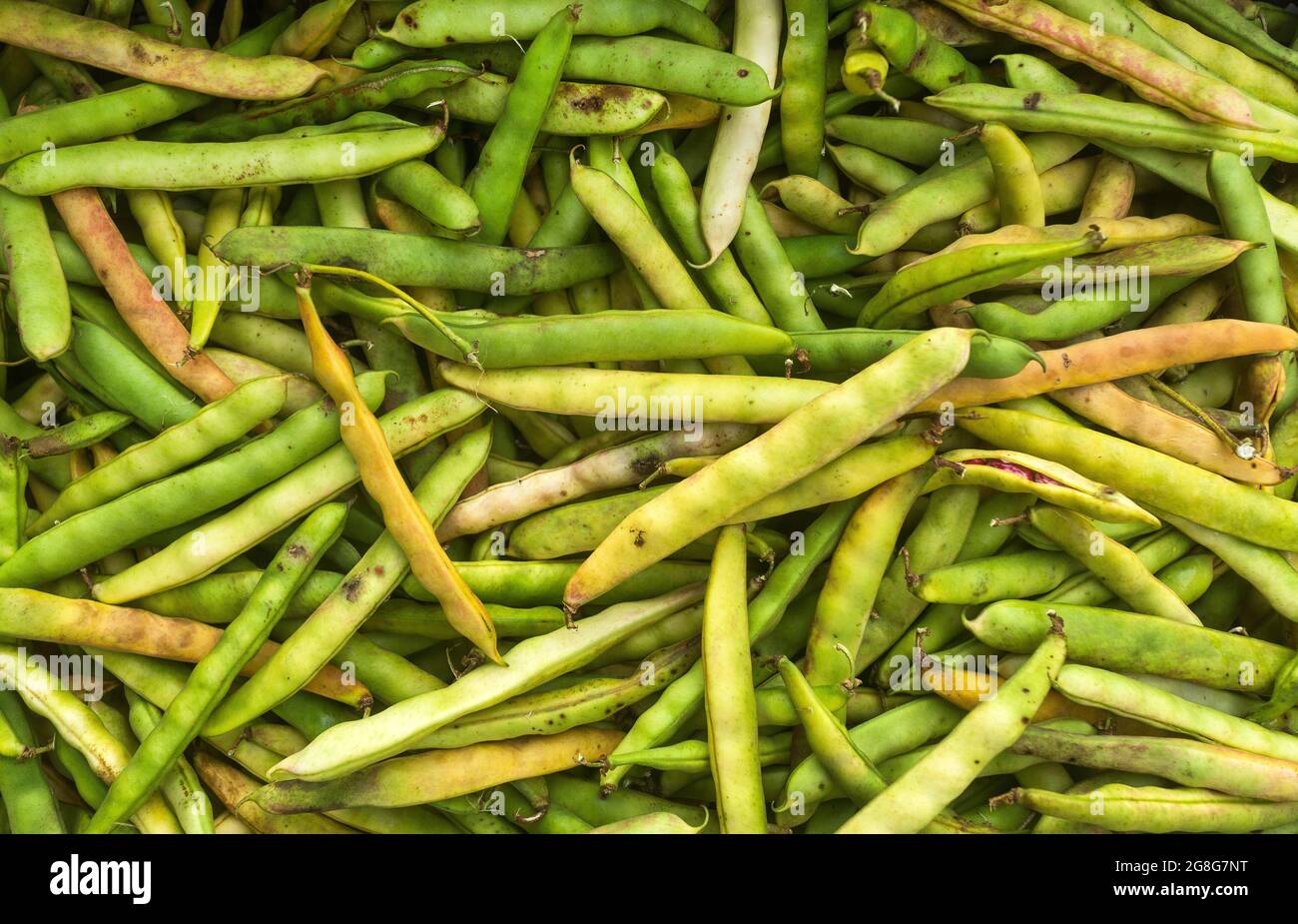 Pinto beans in pods in the traditional Colombian market - Phaseolus ...