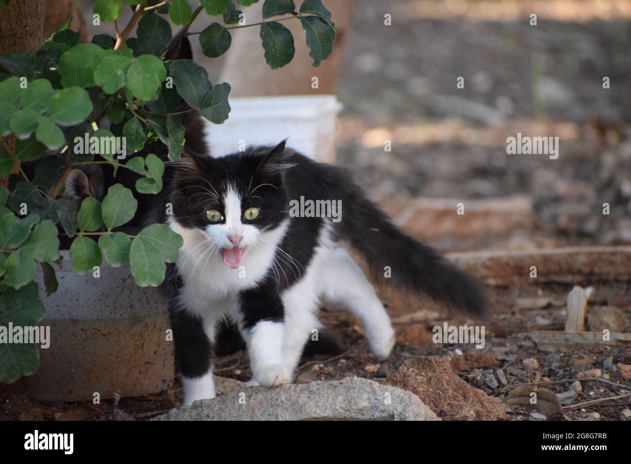 Cyprus cats hi-res stock photography and images - Alamy