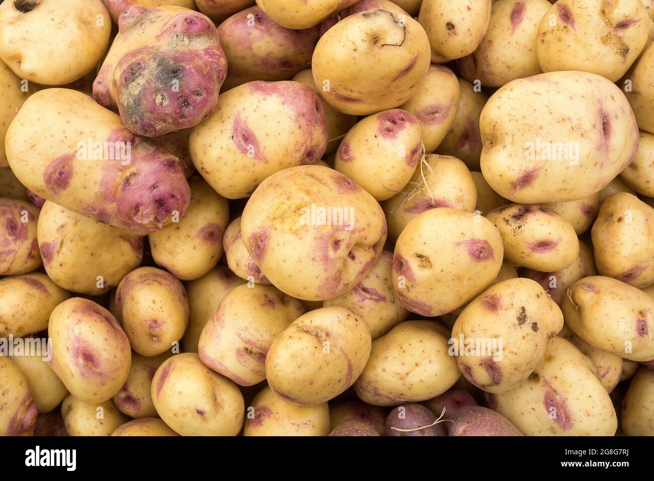 Native potato in the traditional Colombian market - Solanum tuberosum ...