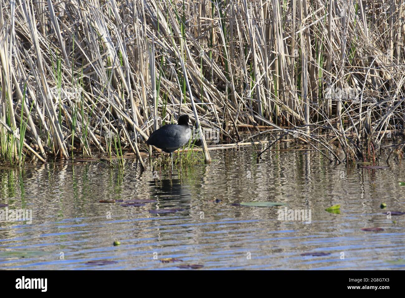 Closeup shot of a bird by the lake Stock Photo - Alamy