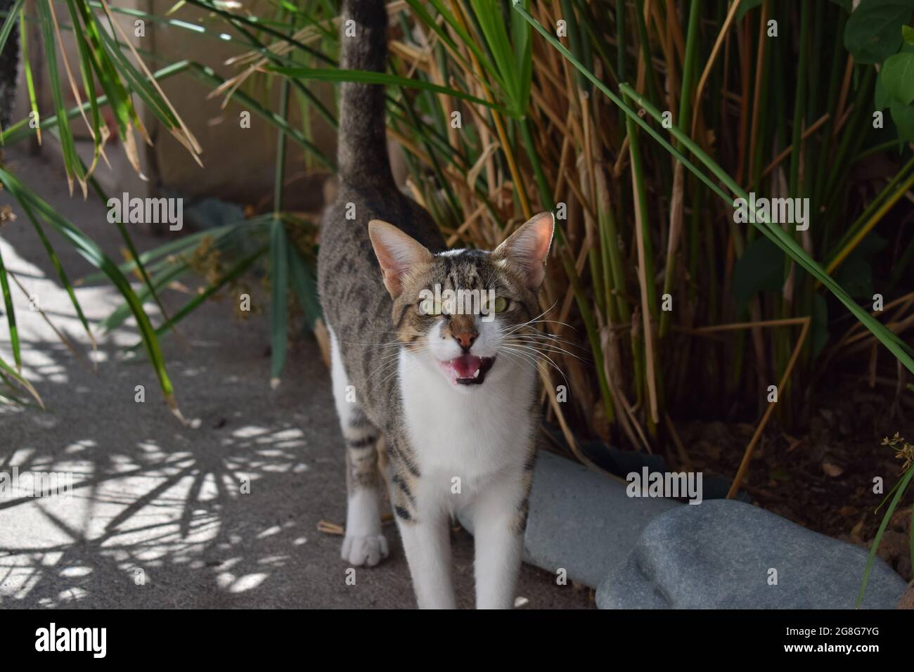 Cyprus cats hi-res stock photography and images - Alamy
