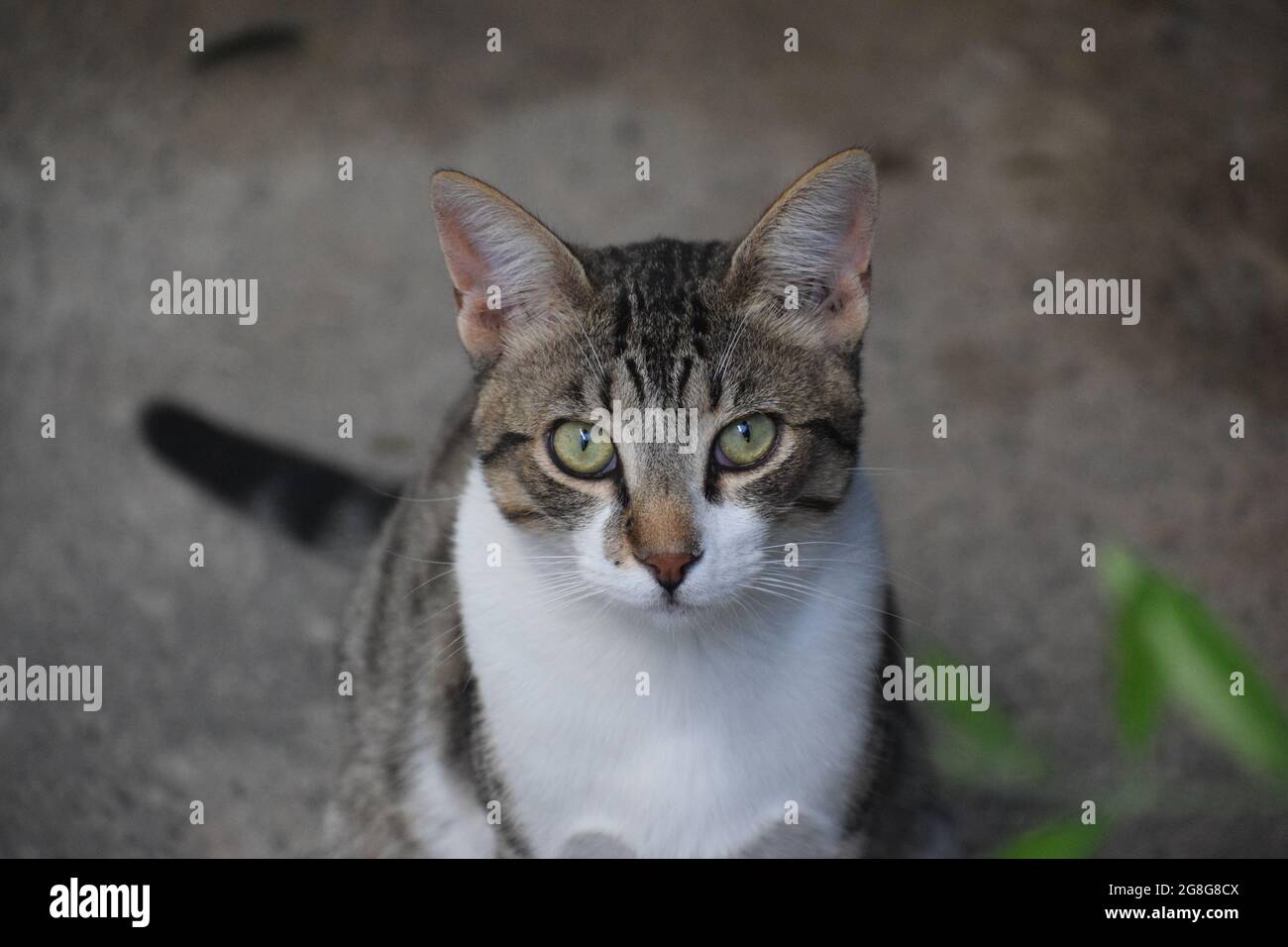 Cyprus cats hi-res stock photography and images - Alamy