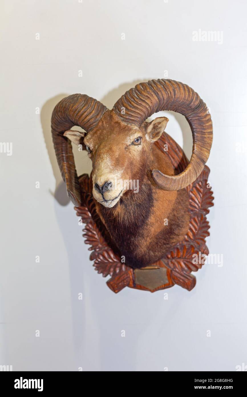 Big Horn Sheep Head Mounted at Wall Trophy Stock Photo - Alamy